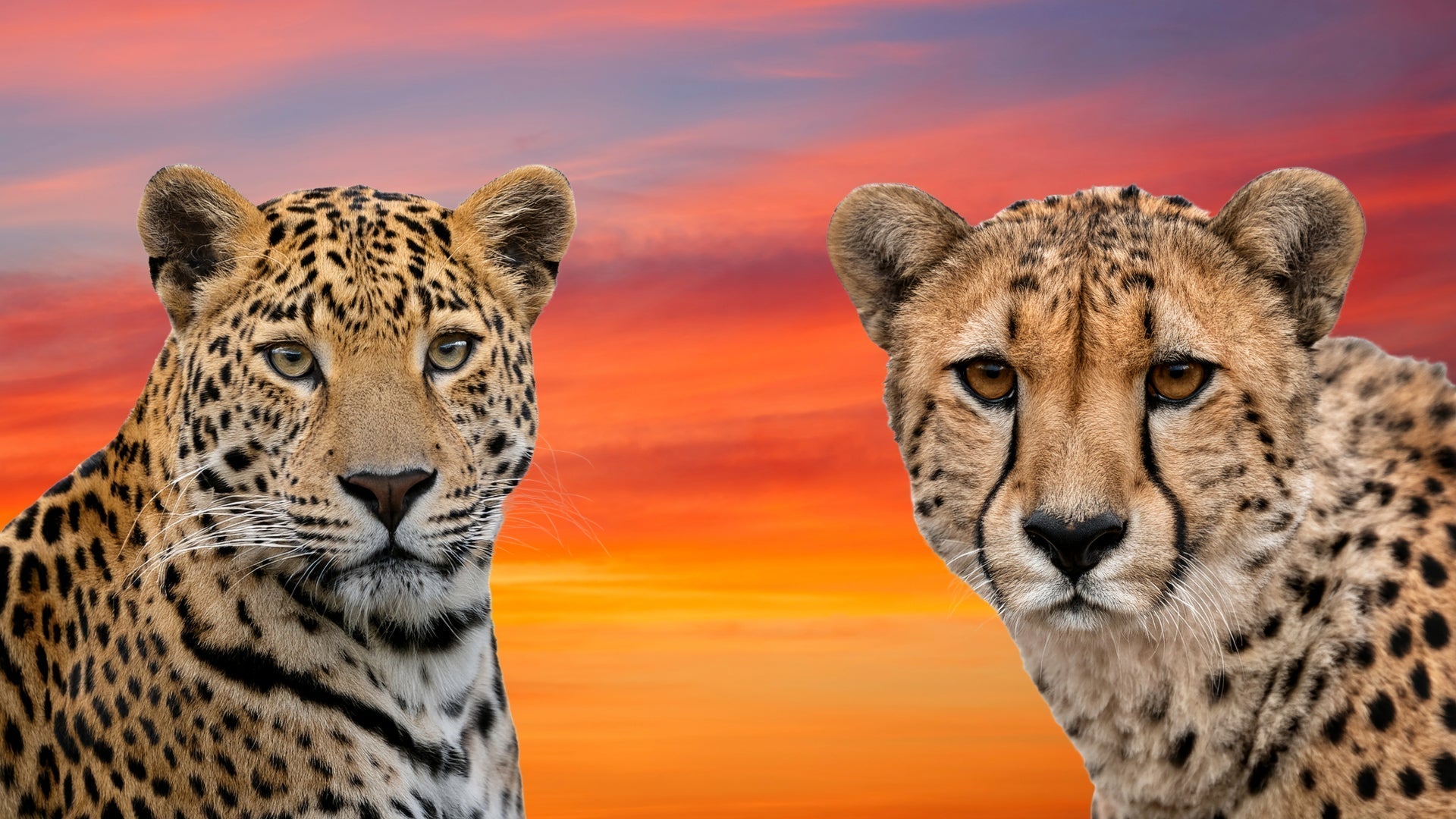 Leopard vs Cheetah Print: What's the Difference | EEZYBELT – EezyBelt.com