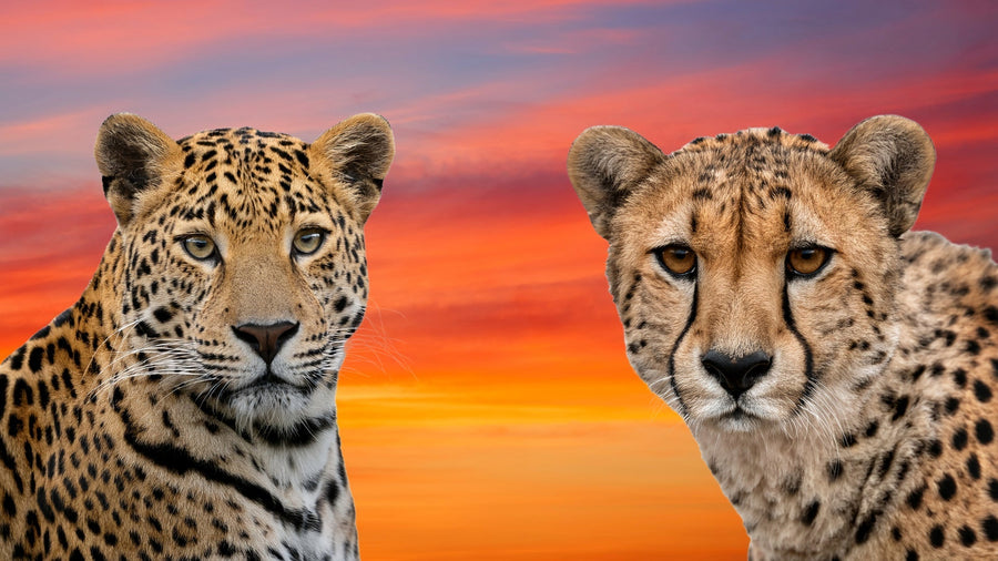 Leopard vs Cheetah Print: What's the Difference | EEZYBELT – EezyBelt.com